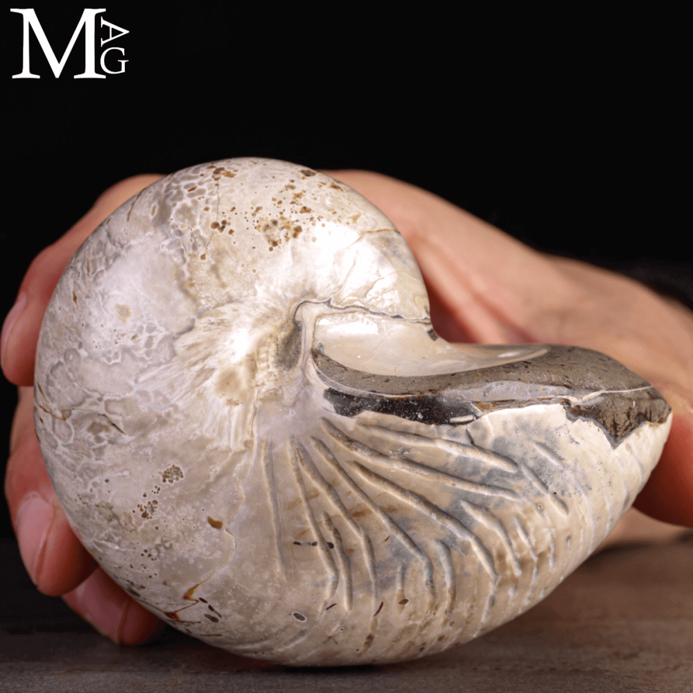 Polished Fossil Nautilus – Madagascar - NCP-28
