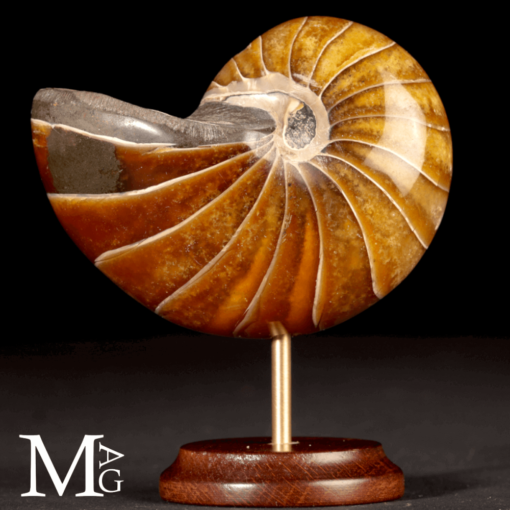 Nautilus Fossile Cretaceo – Spirale Aurea
