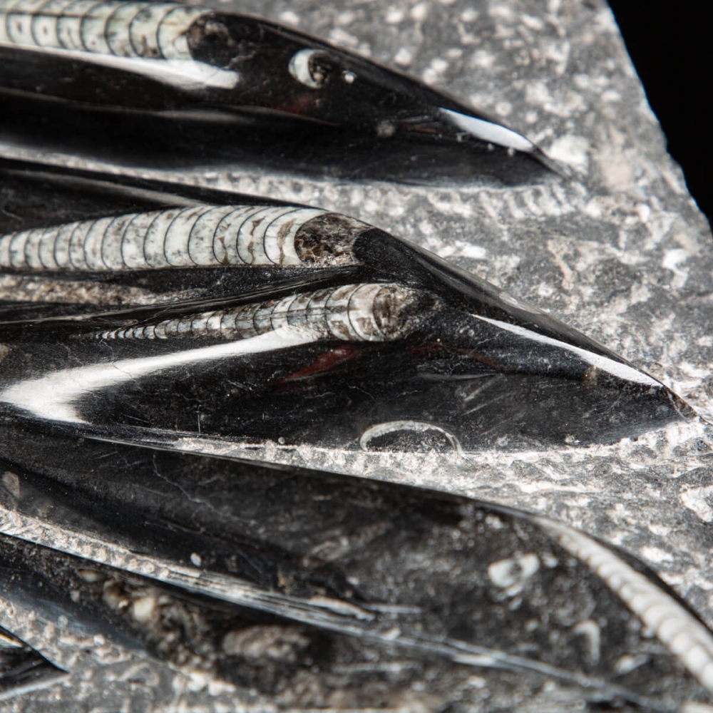 Lastra con Orthoceras Fossili - Marocco