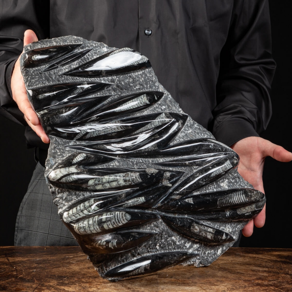 Lastra con Orthoceras Fossili - Marocco
