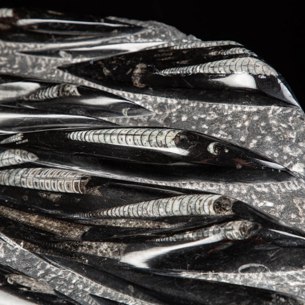 Lastra con Orthoceras Fossili - Marocco
