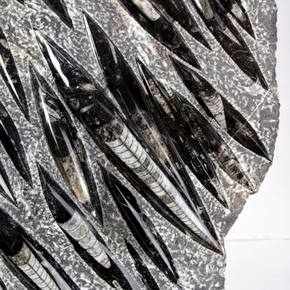 Lastra con Orthoceras Fossili - Marocco
