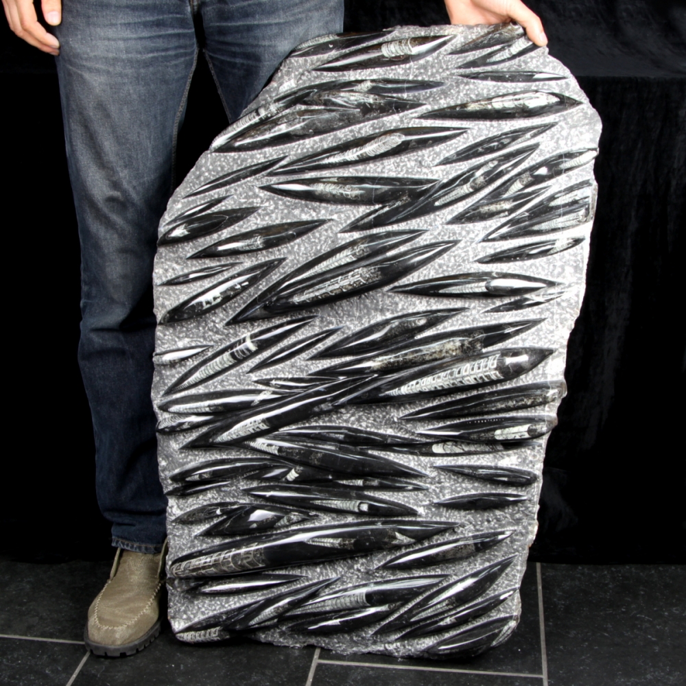 Lastra con Orthoceras Fossili - Marocco