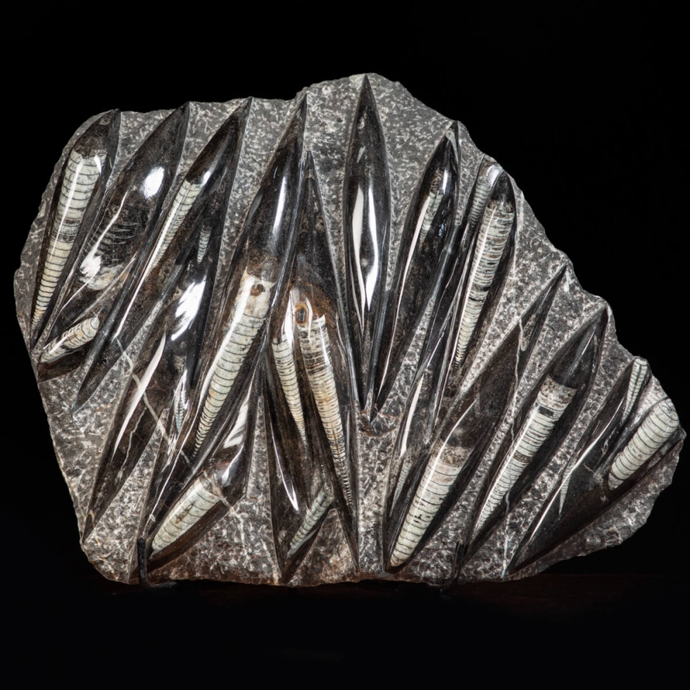 Lastra con Orthoceras Fossili - Marocco