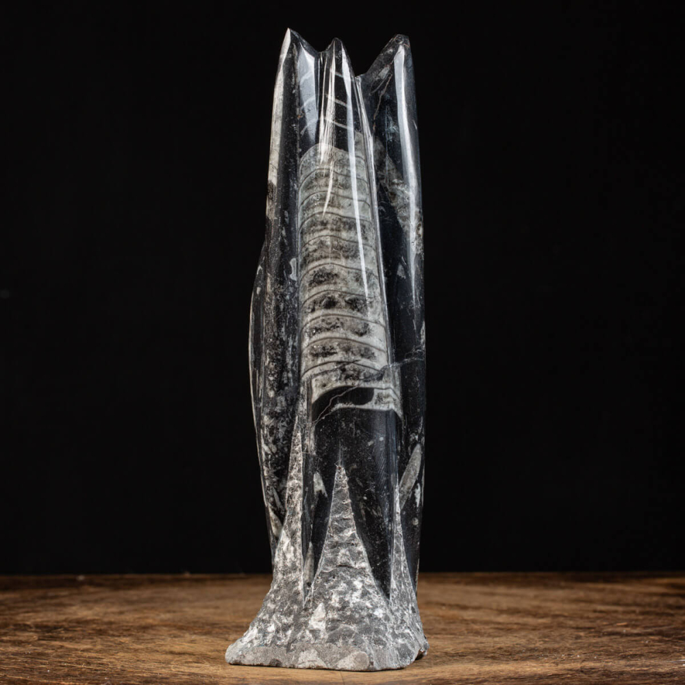 Orthoceras Tower-shaped: The Art of Nature. - ORT-23