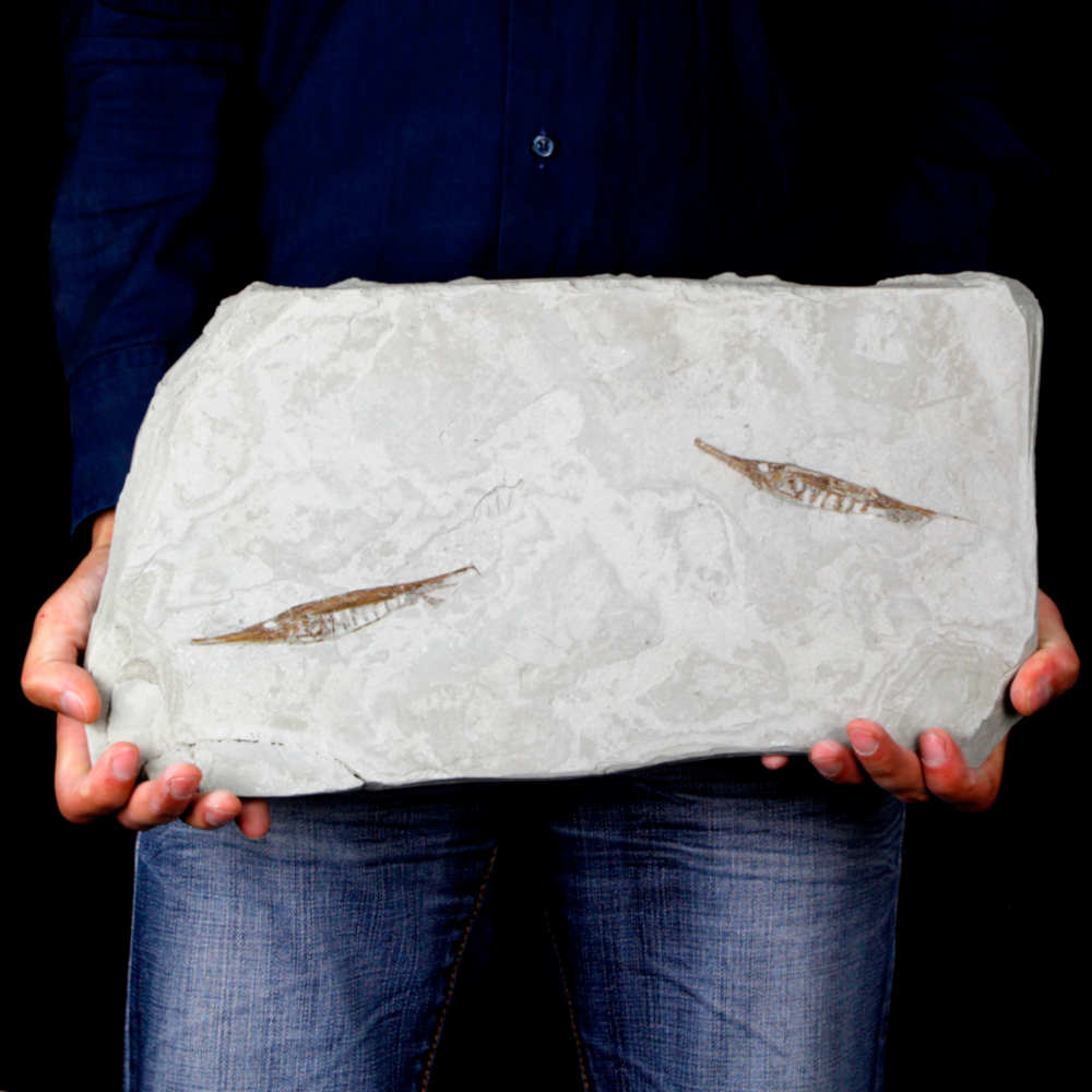 Fistularioides Fossili su Lastra - Italia