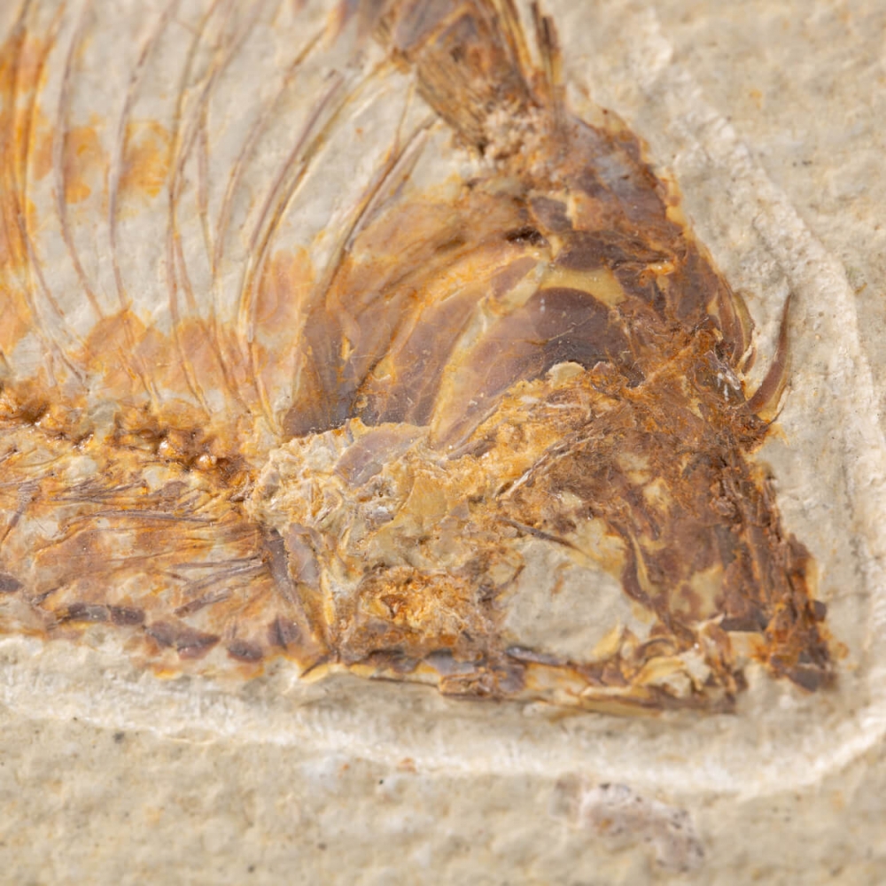 Woondecoratie Fossiele Vis Groene Rivier