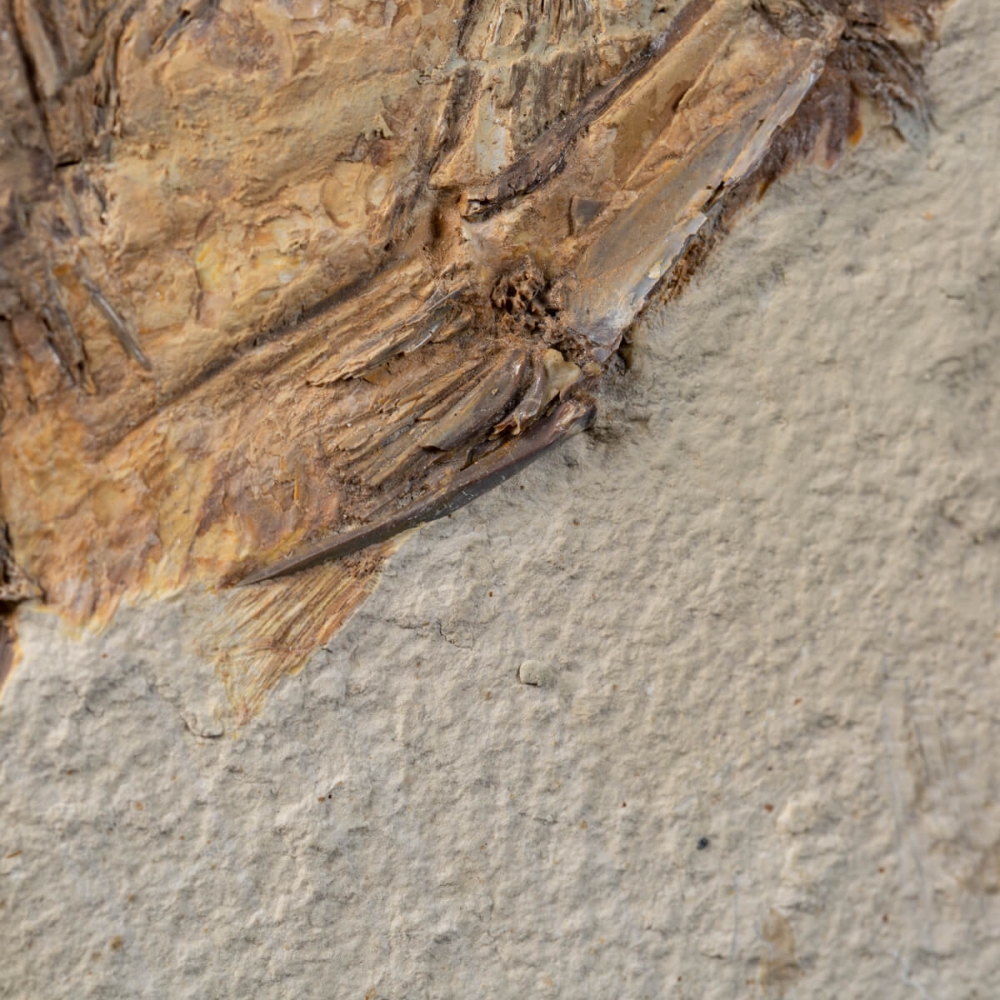 Pesce Fossile - Green River