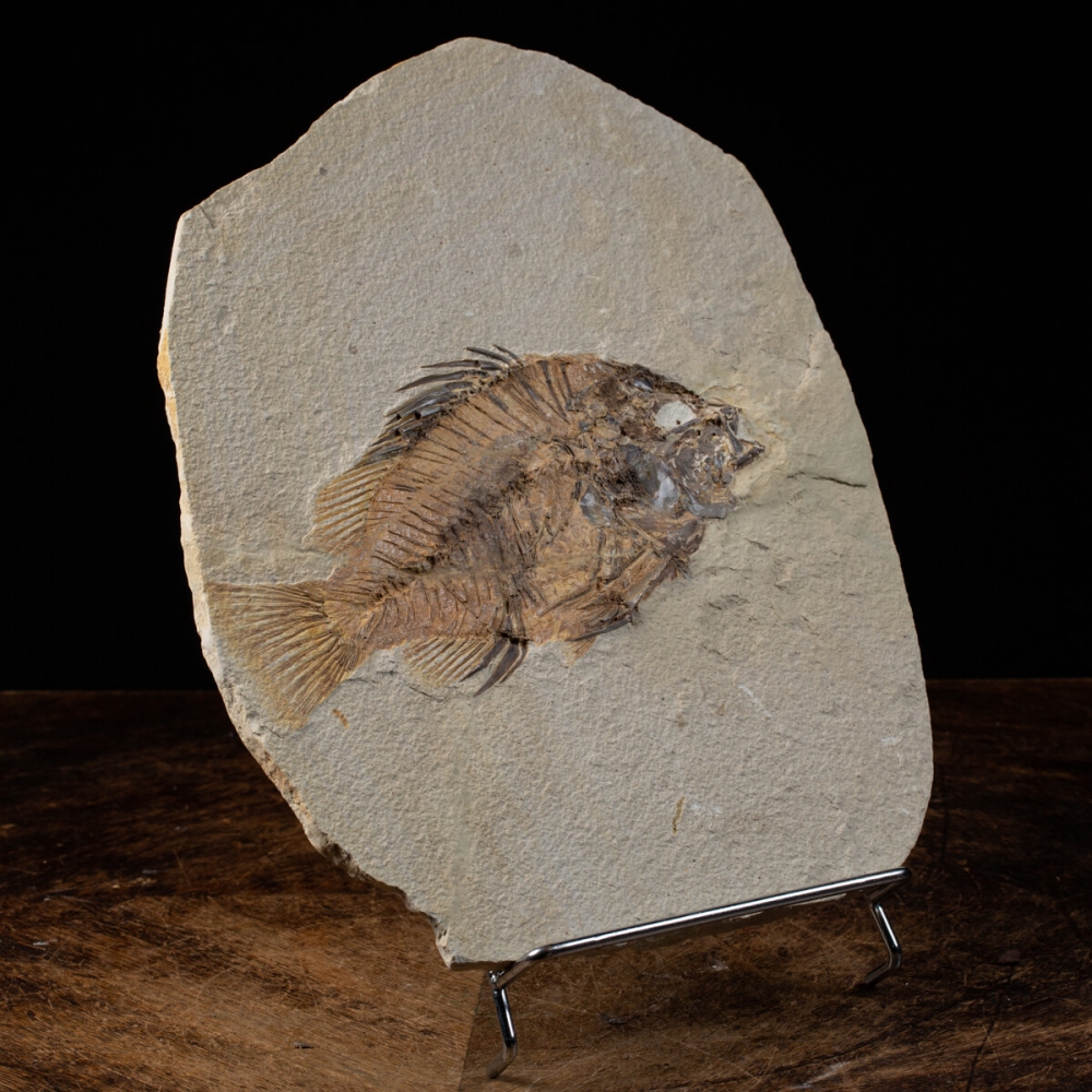 Pesce Fossile - Green River