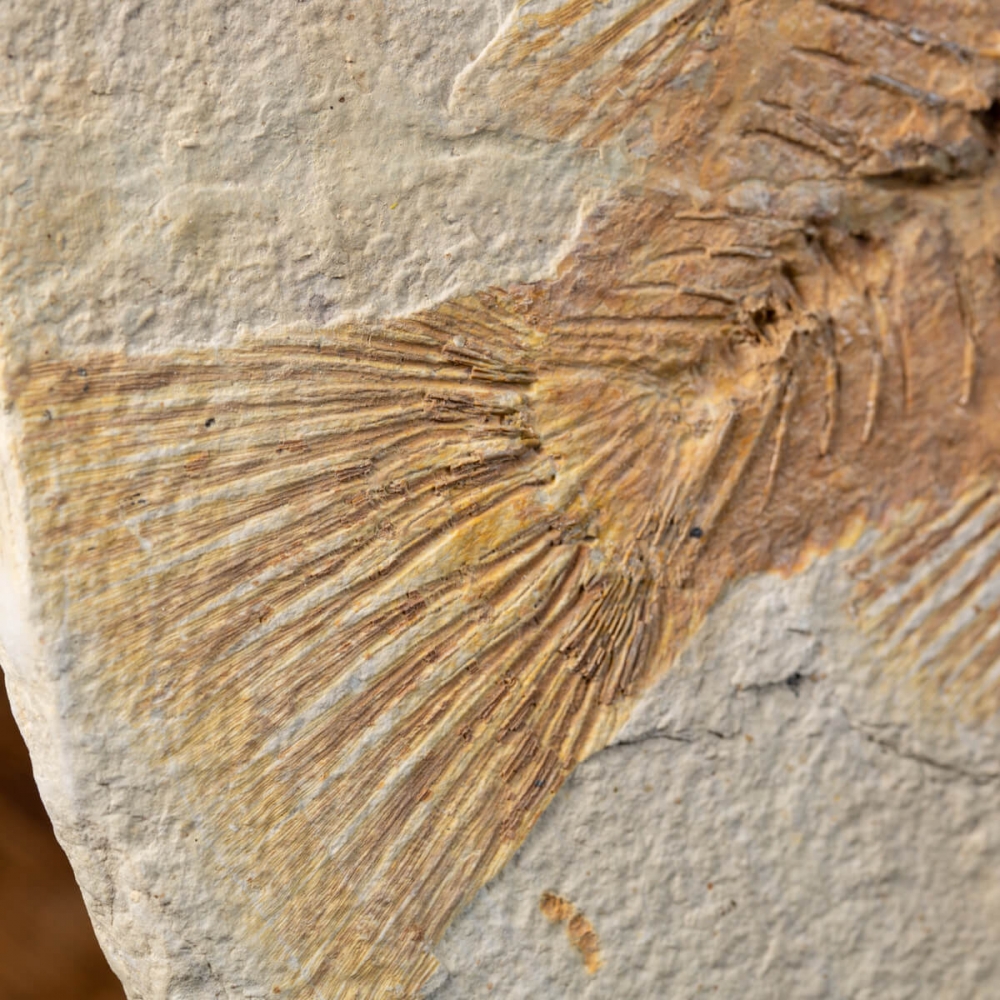 Pesce Fossile - Green River