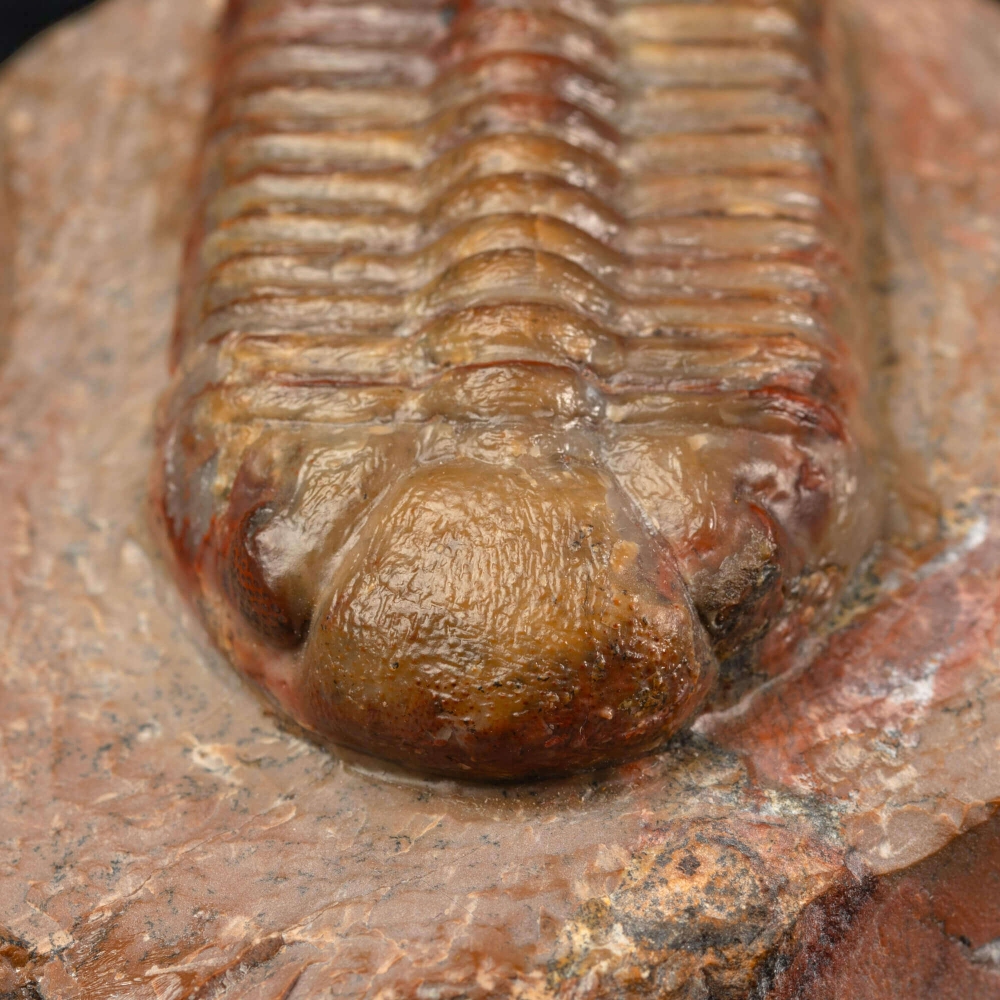 Fossil Trilobite Austerops sp. – Middle Devonian, Morocco