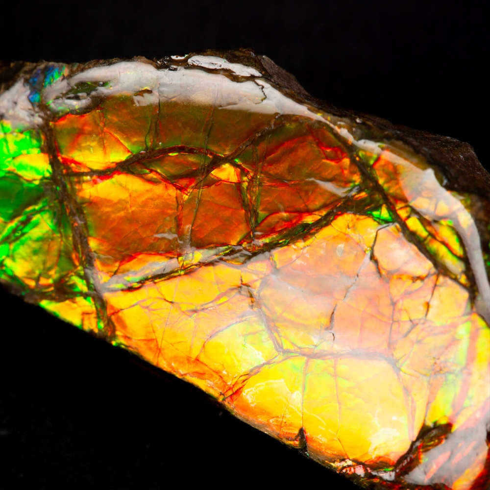 Mineral Art Gallery – Ammolite – Kanada