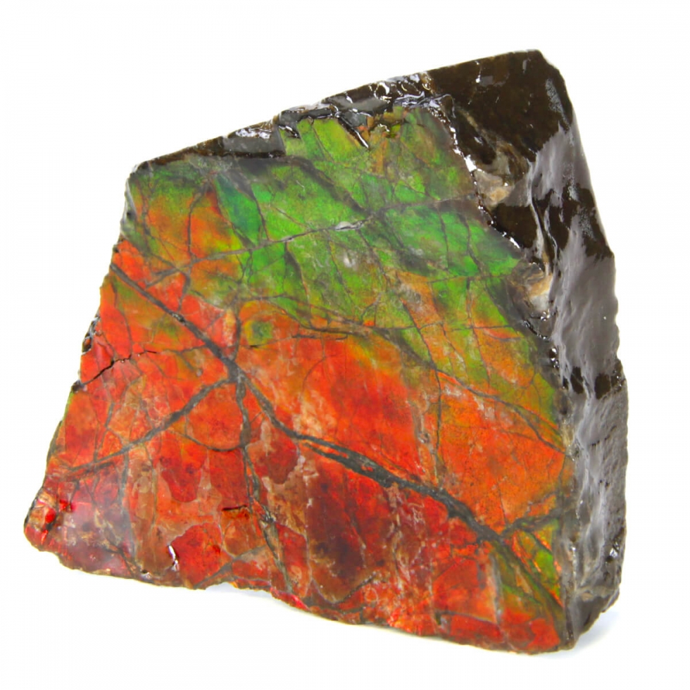 Ammolite - Canada