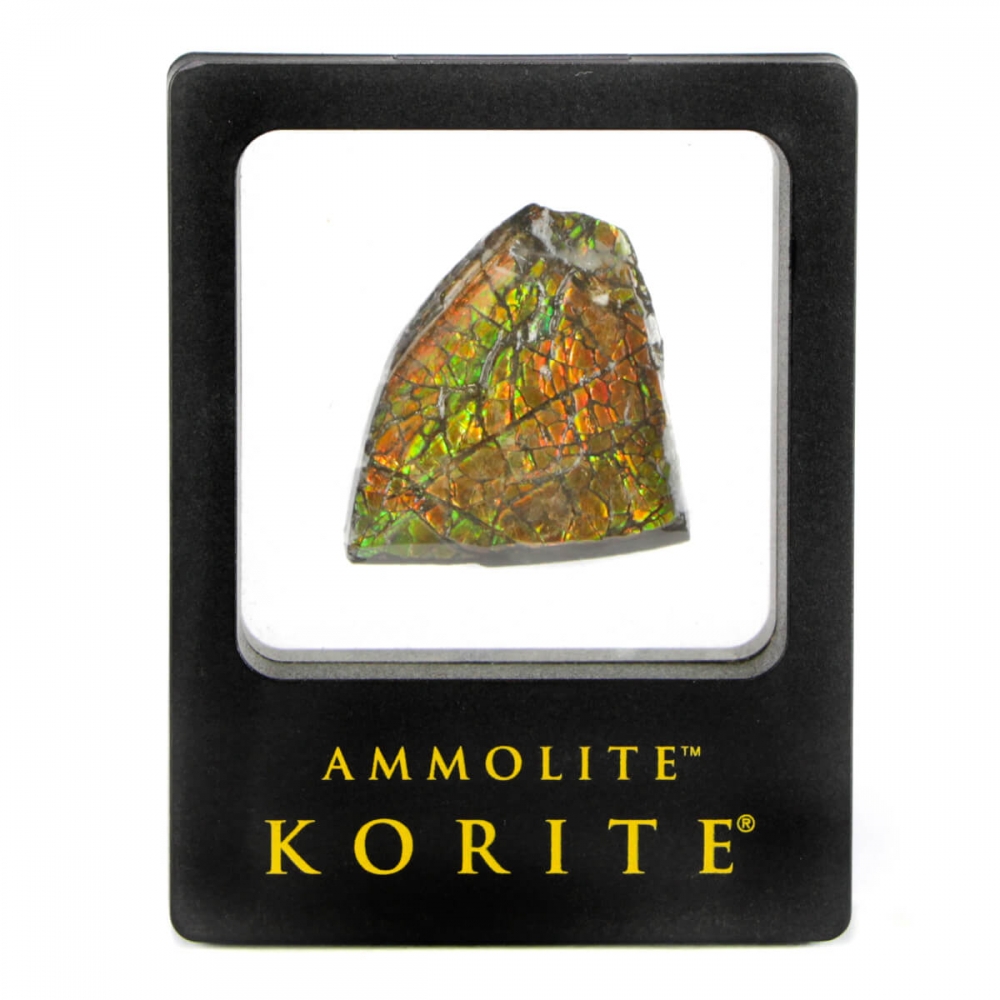Ammolite