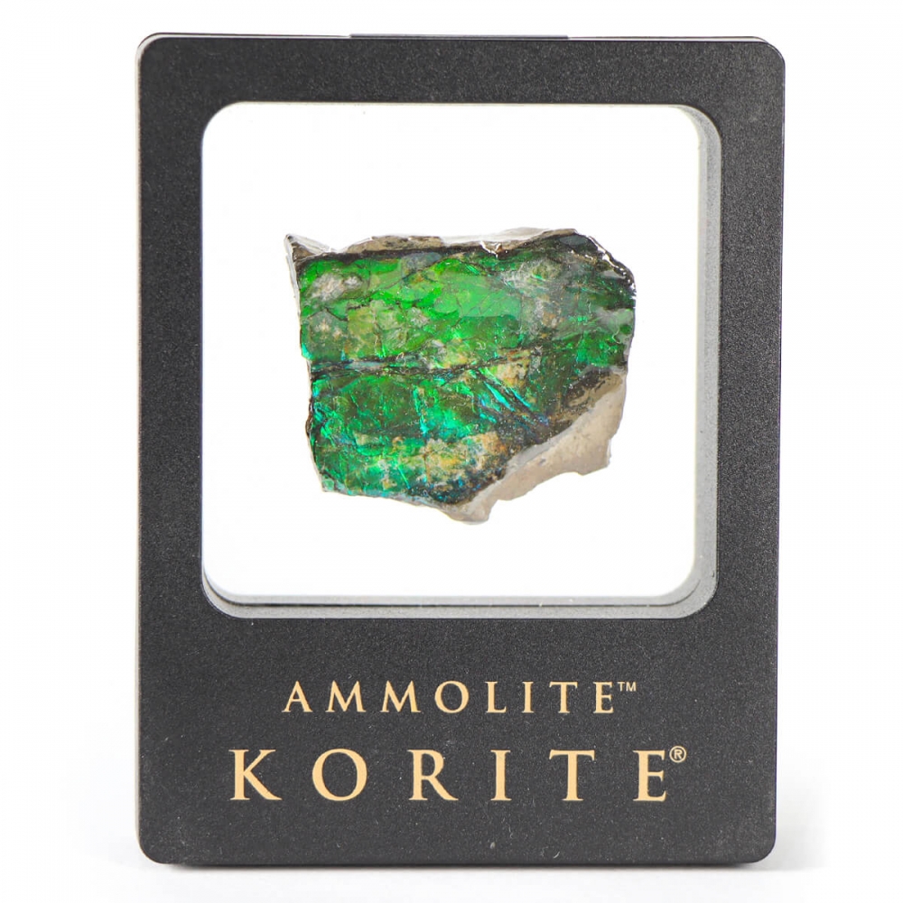 Ammolite