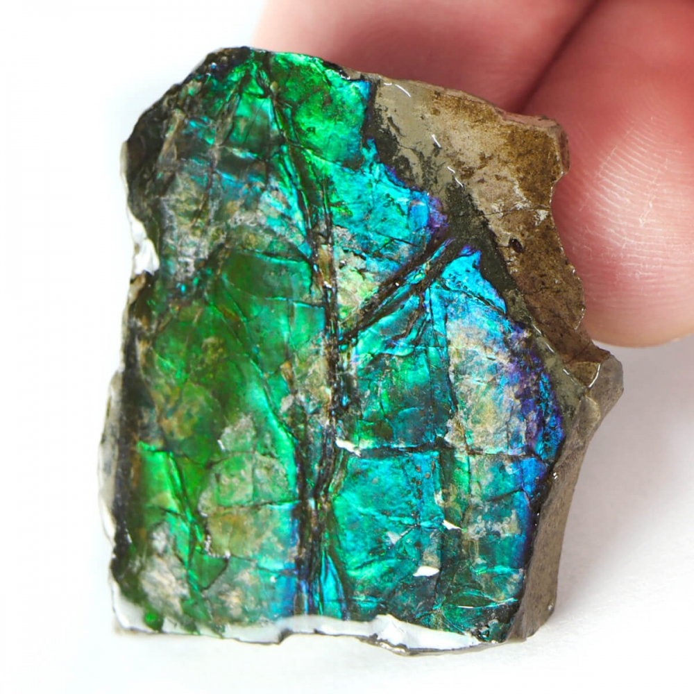 Ammolite
