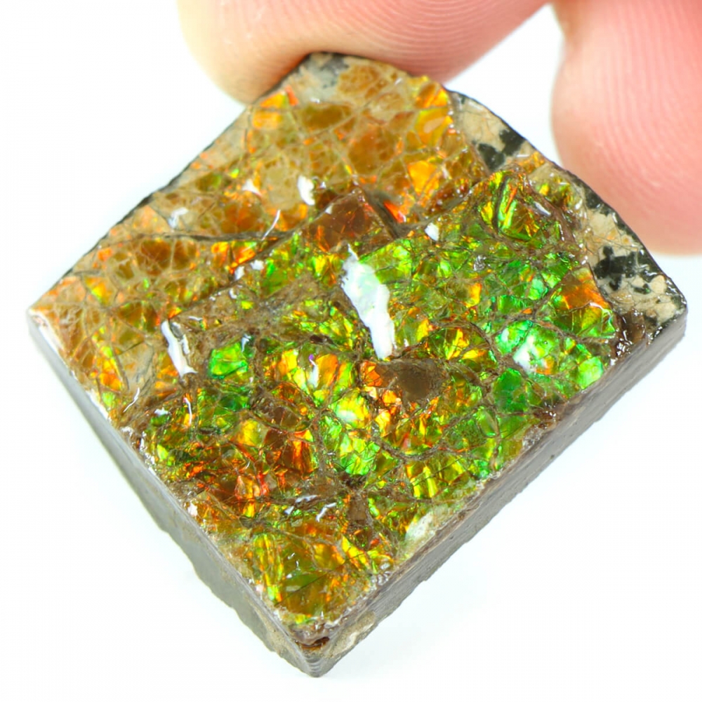 Ammolite