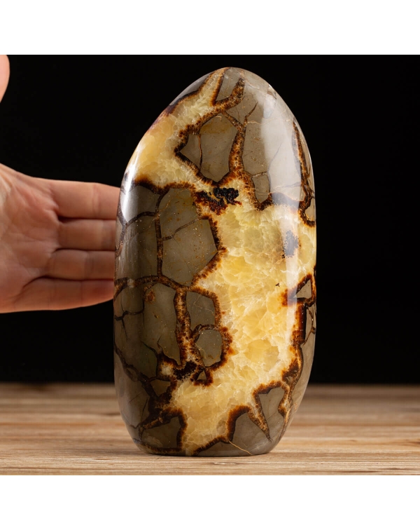 Septaria Forma Libera Lucida