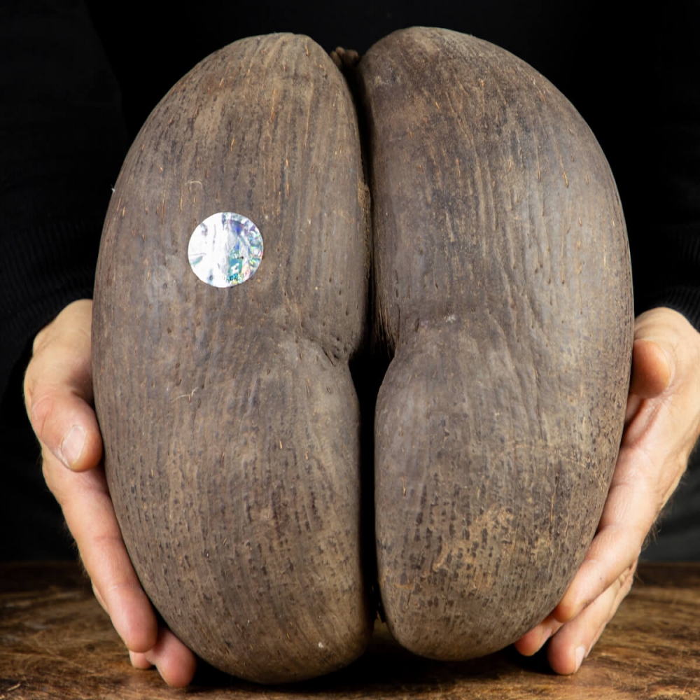 Coco De mer - Seychelles