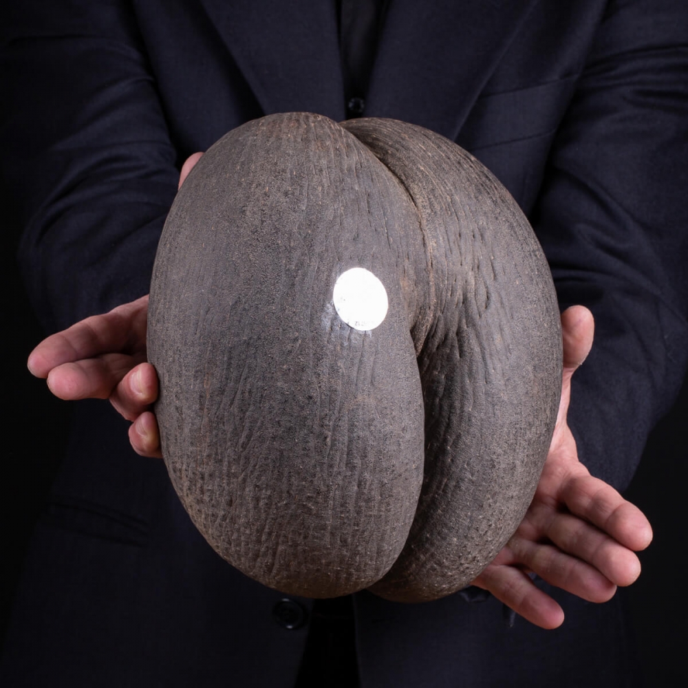 Coco de Mer - Lodoicea Maldivica - COC-14