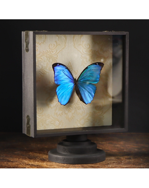 Farfalle Morfo Blu - Sud America