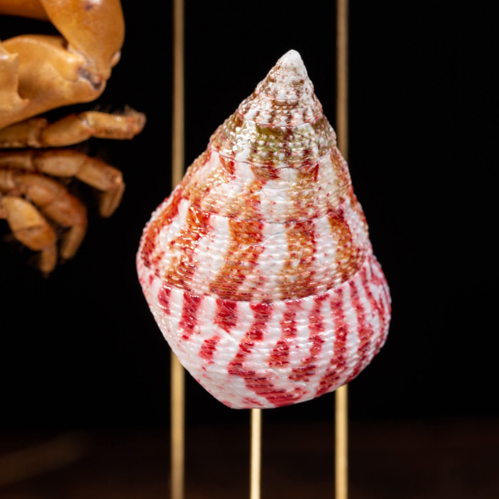 Fauna Marina sotto Campana di Vetro