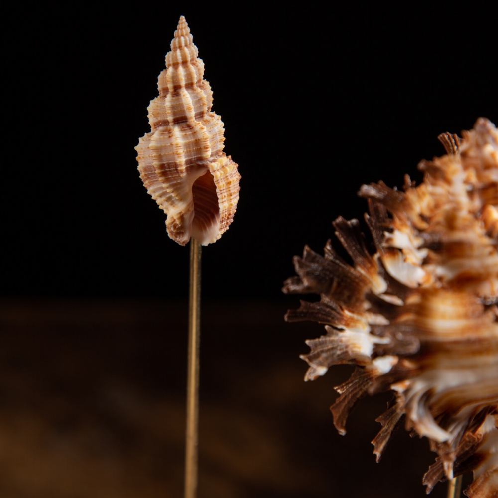 Coquilles Hexaplex Cichoreum sous cloche