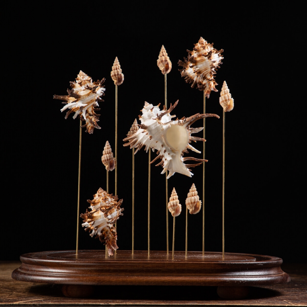 Conchiglie Hexaplex Cichoreum sotto Campana di Vetro