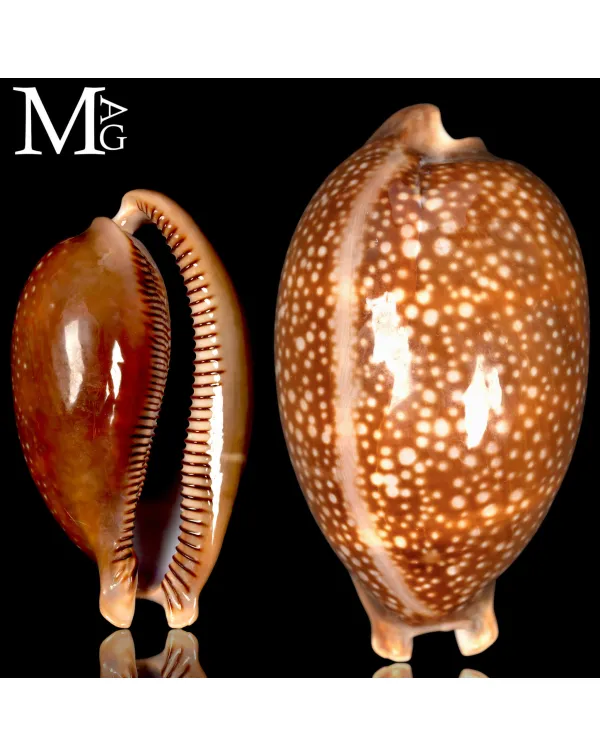 Macrocypraea Cervus