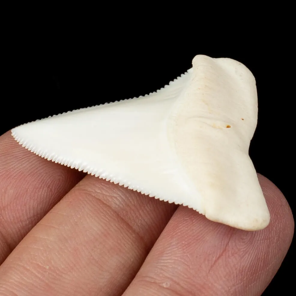 Wonderful Giant White Shark Tooth. - SQD-07