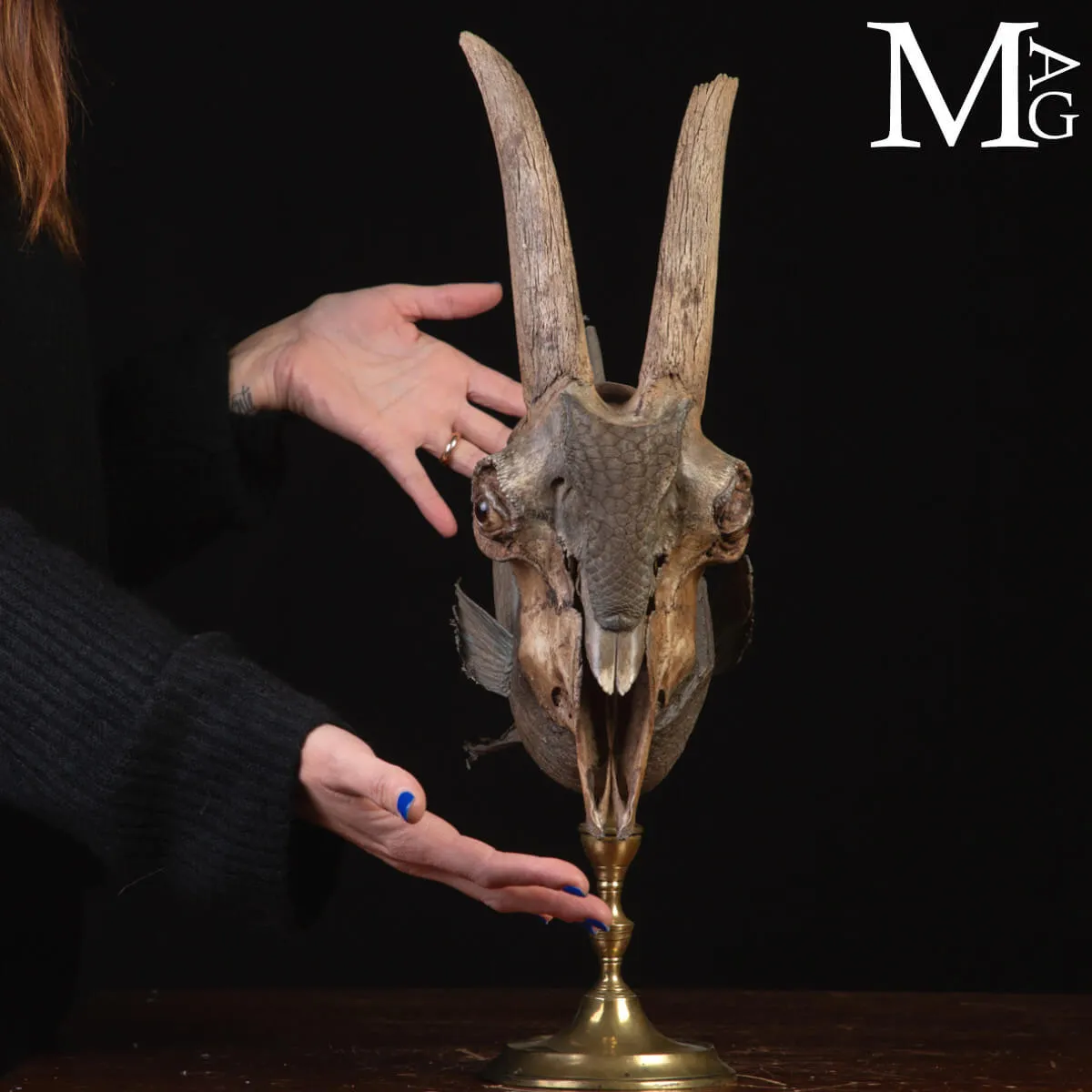 Taxidermy Chimera - Imaginary Animal - CHI-04