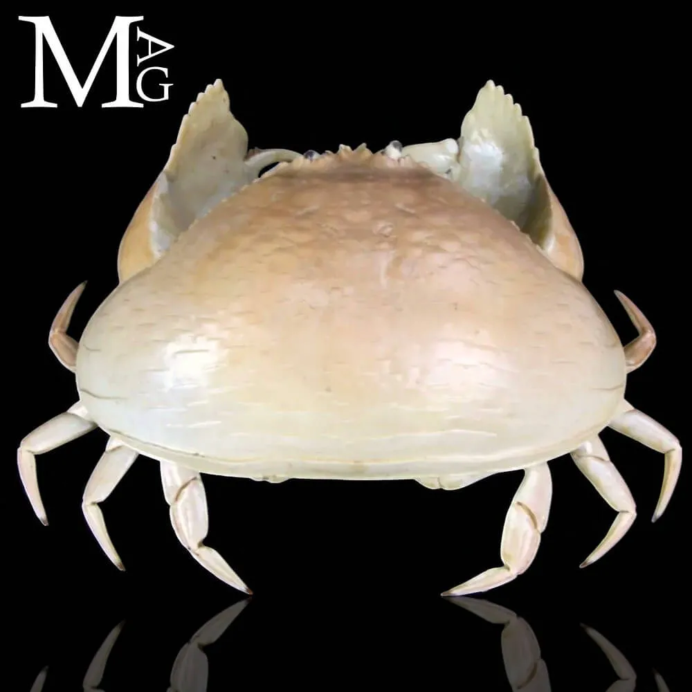 Calappa Calappa from the Philippines – Dried Crab for Natural History ...