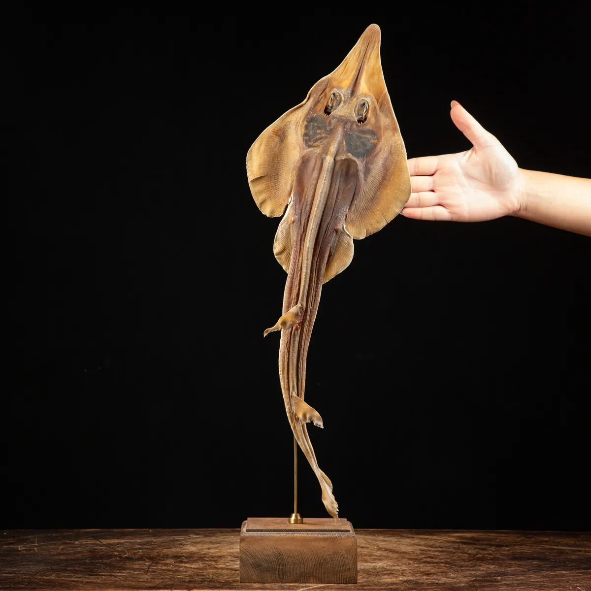 Wunderkammer Alien Guitar Fish 'Jenny Haniver'