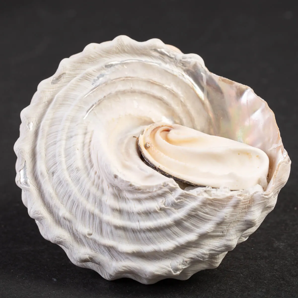 Megastraea Undosa with Operculum.