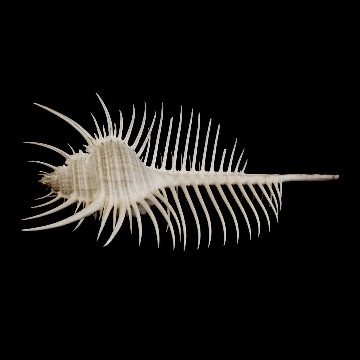 Murex Triremis XL