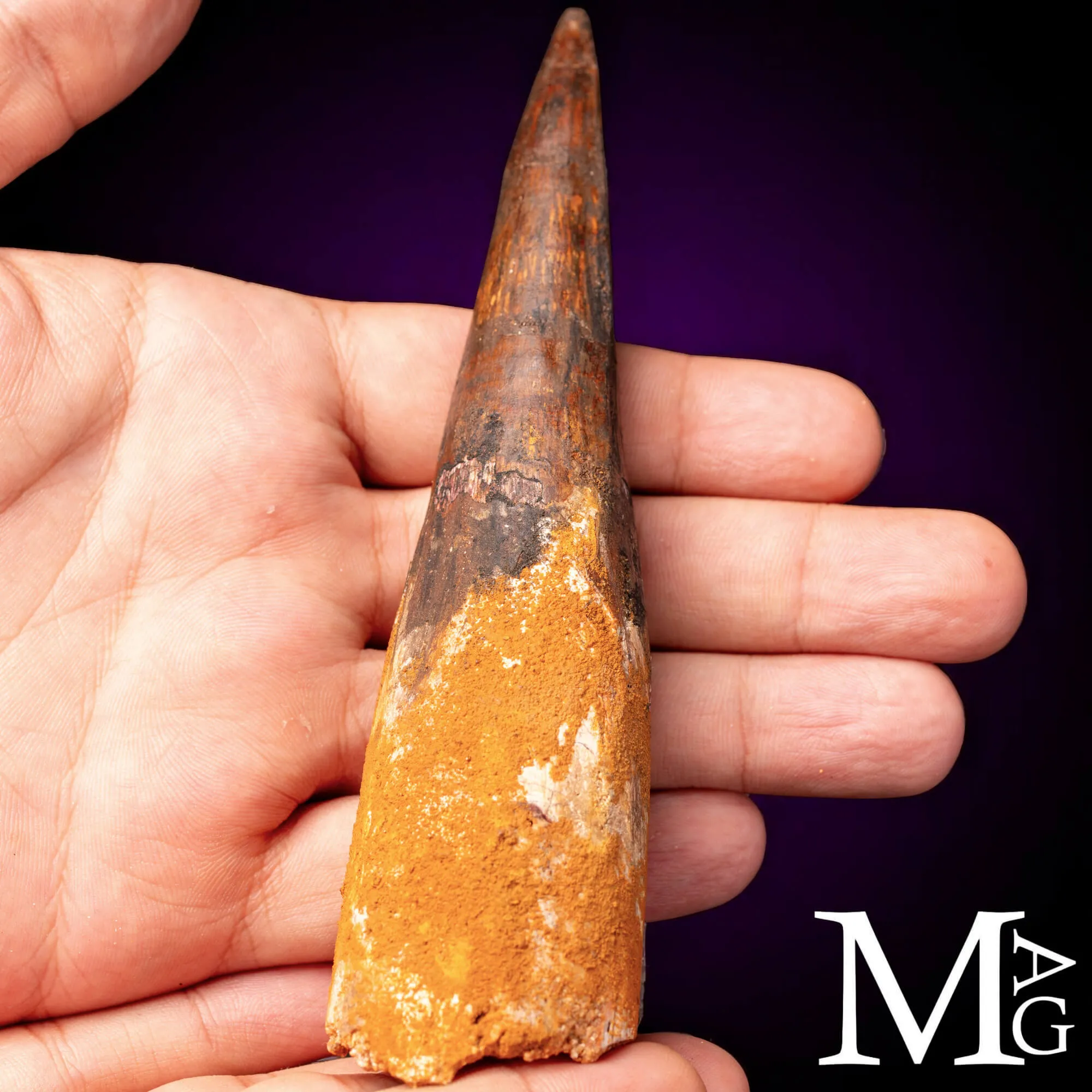 Dente Fossile di Spinosaurus – Predatore semiacquatico