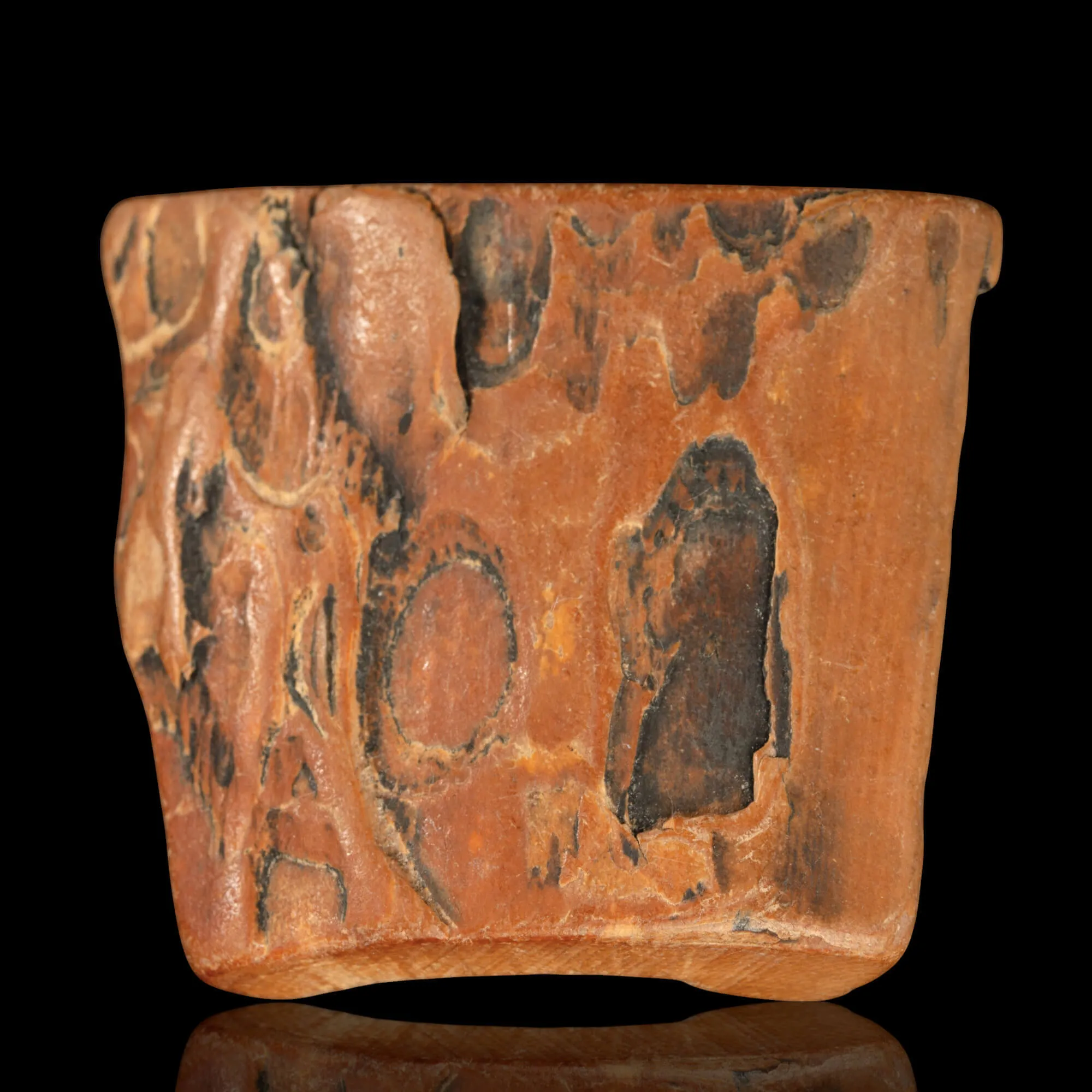 Zanna di Mammuthus Primigenius – Avorio del Pleistocene