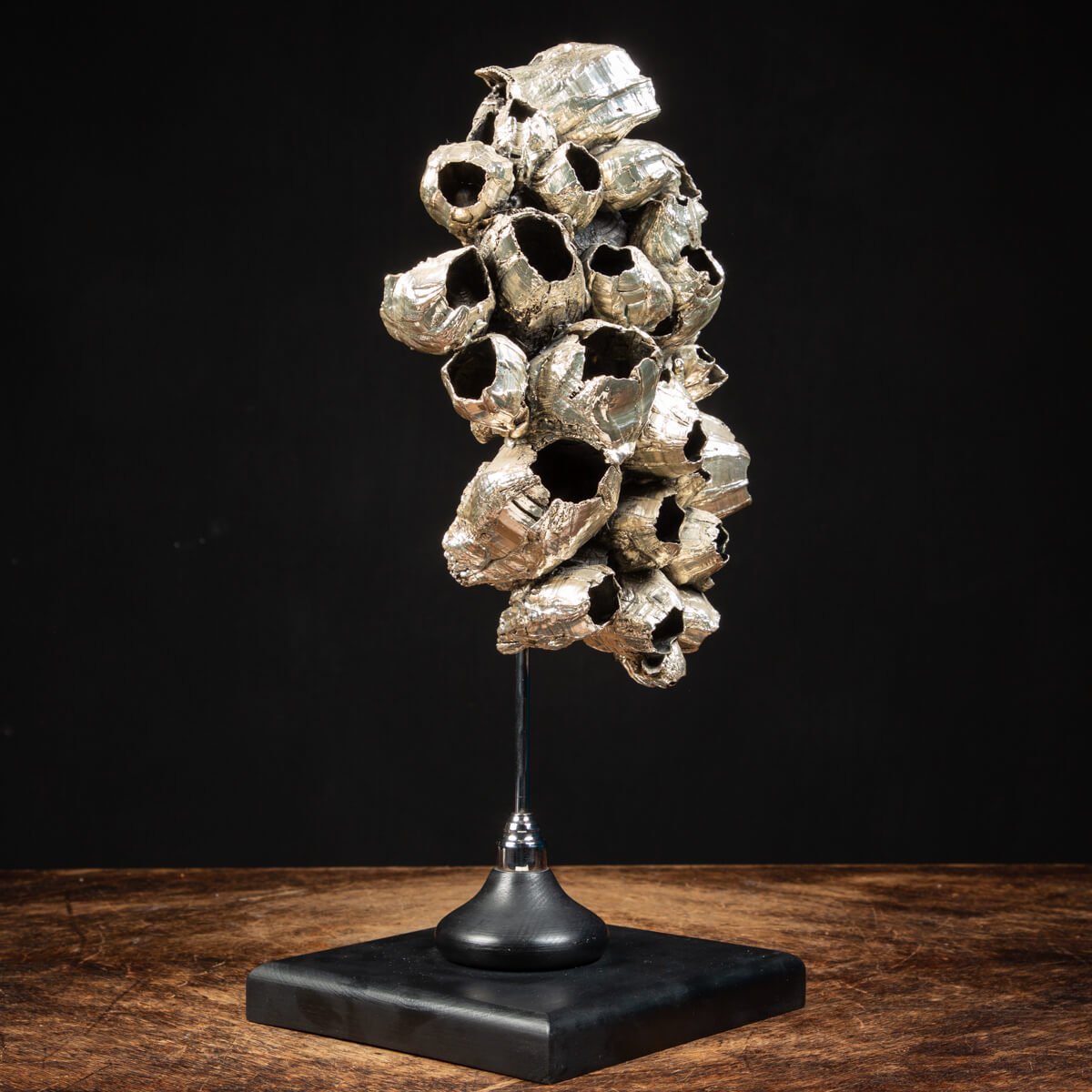 Balani - Oceano Pacifico