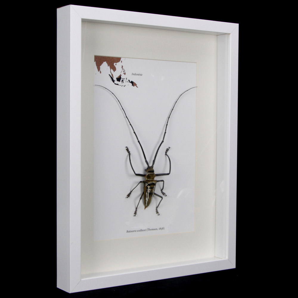 Batocera wallacei - Indonesia