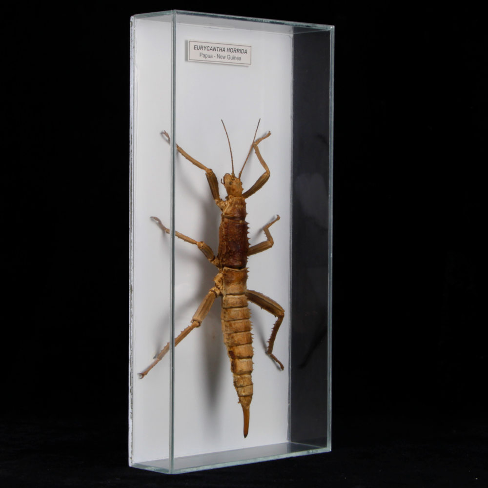 Eurycantha Horrida - Papua Nuova Guinea
