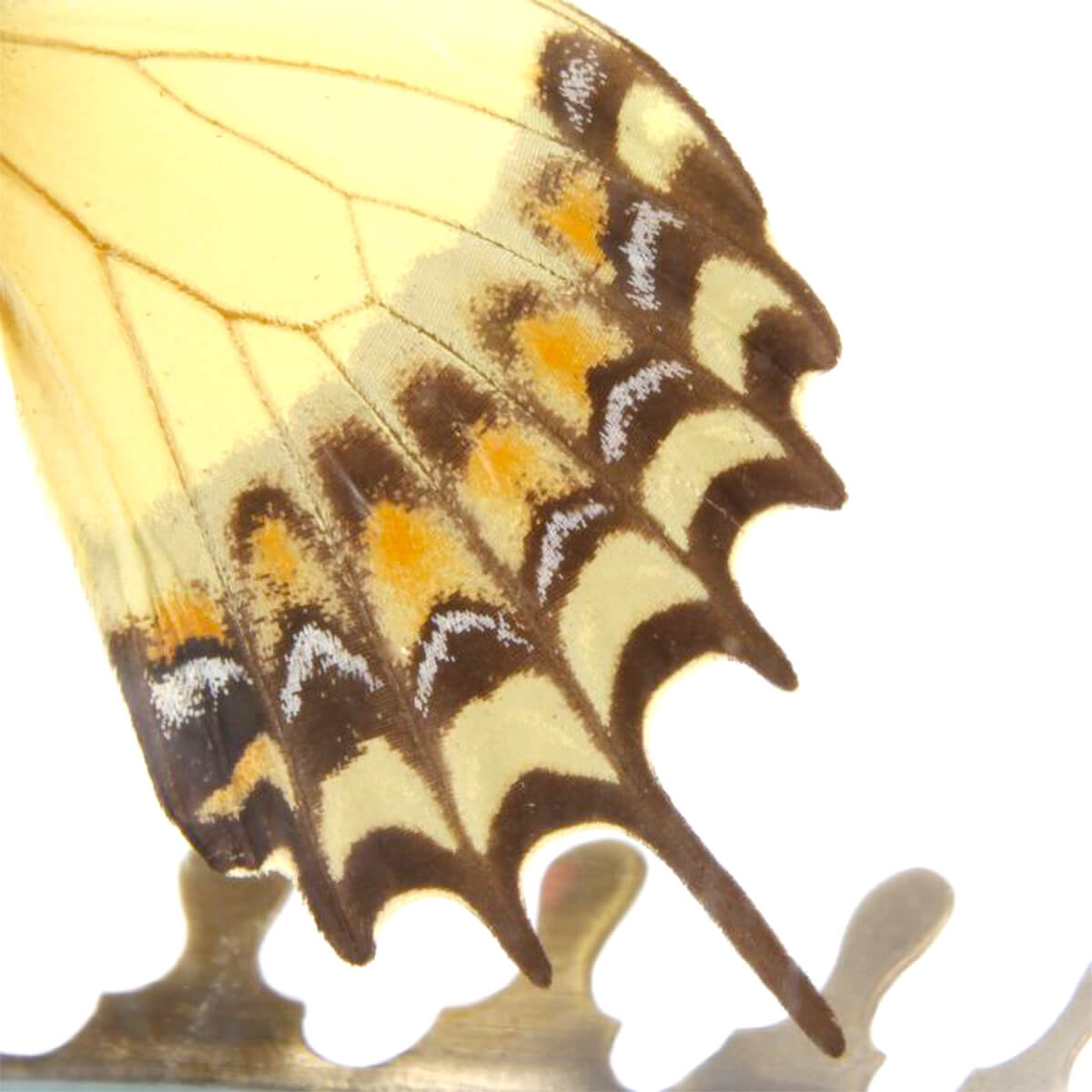 Magnifique papillon en peluche Papilio Androgeus