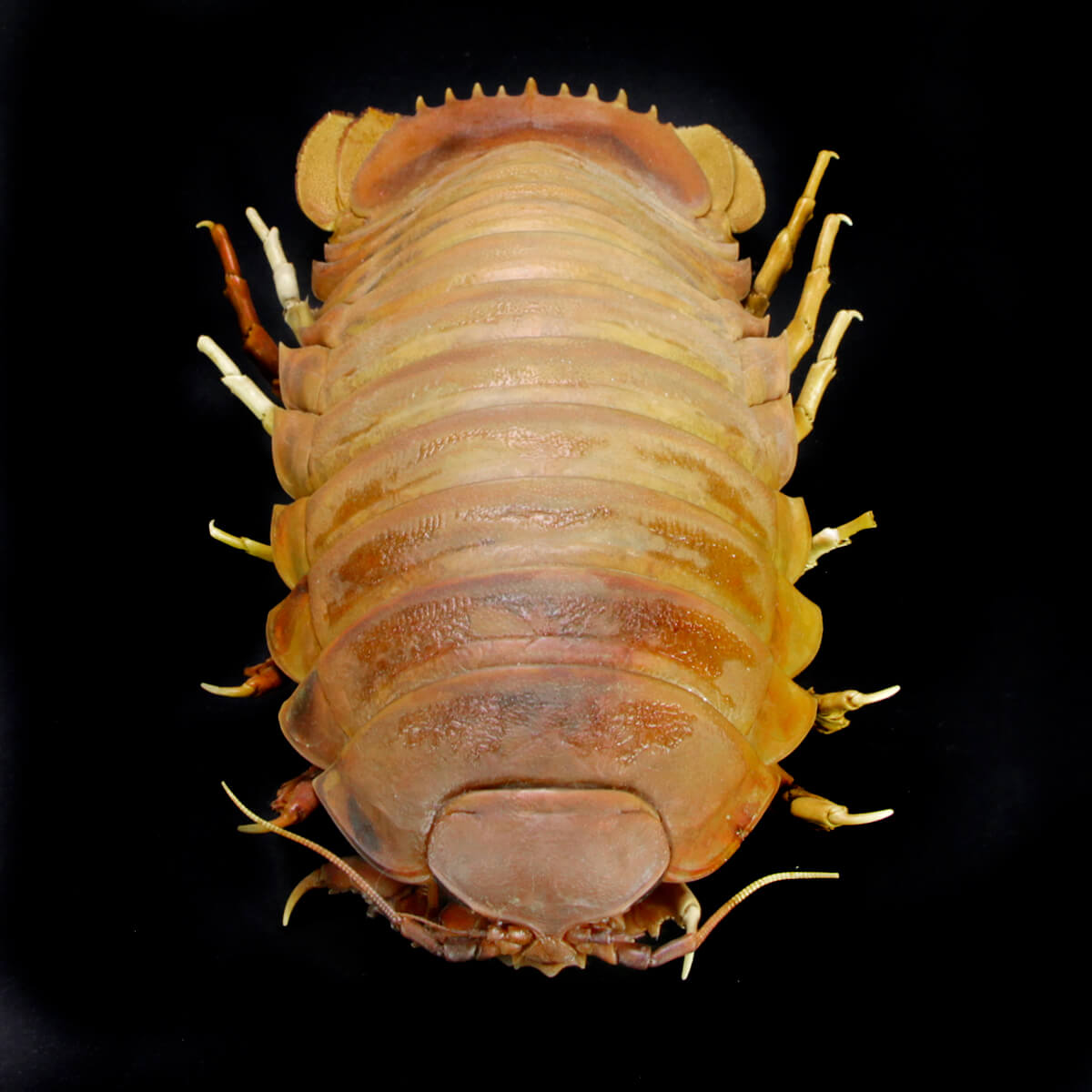 Isopode Bathynomus Giganteus - Oceano Pacifico