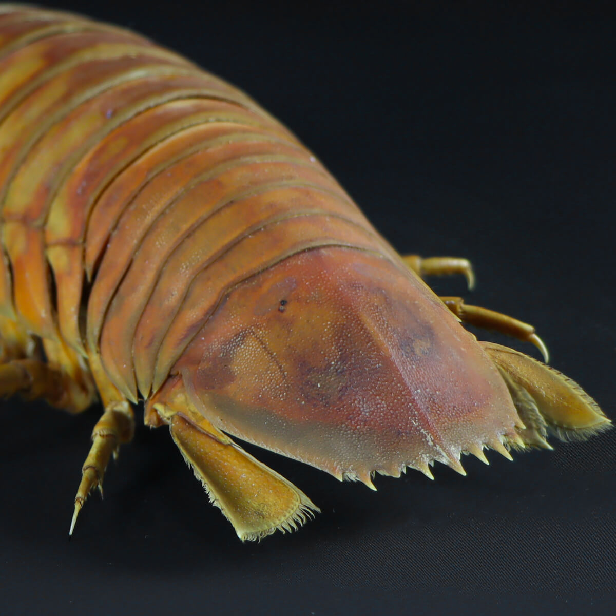 Isopode Bathynomus Giganteus - Oceano Pacifico