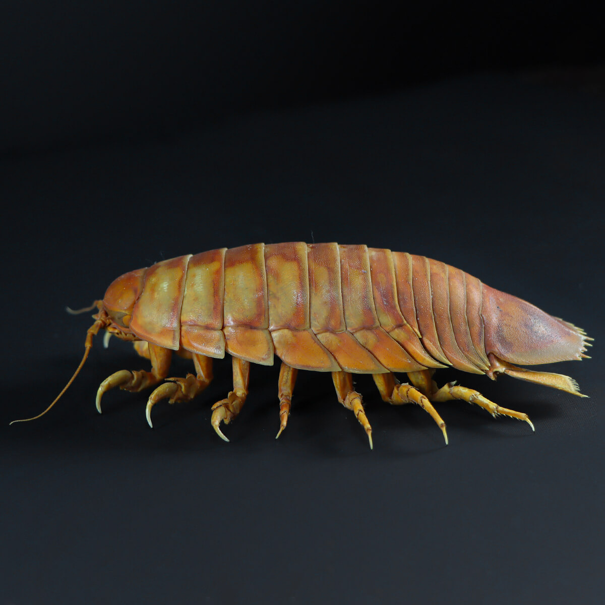 Isopode Bathynomus Giganteus - Oceano Pacifico