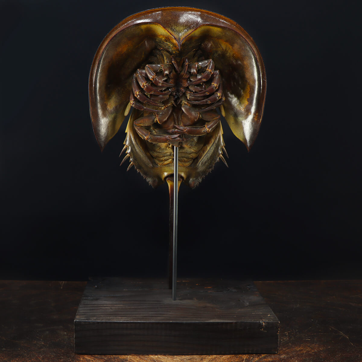 Limulus oder Königskrabbe