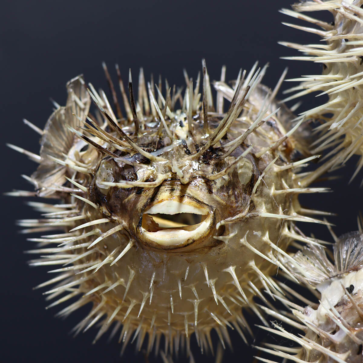 Pesce Palla su piedistallo|Mineral Art Gallery