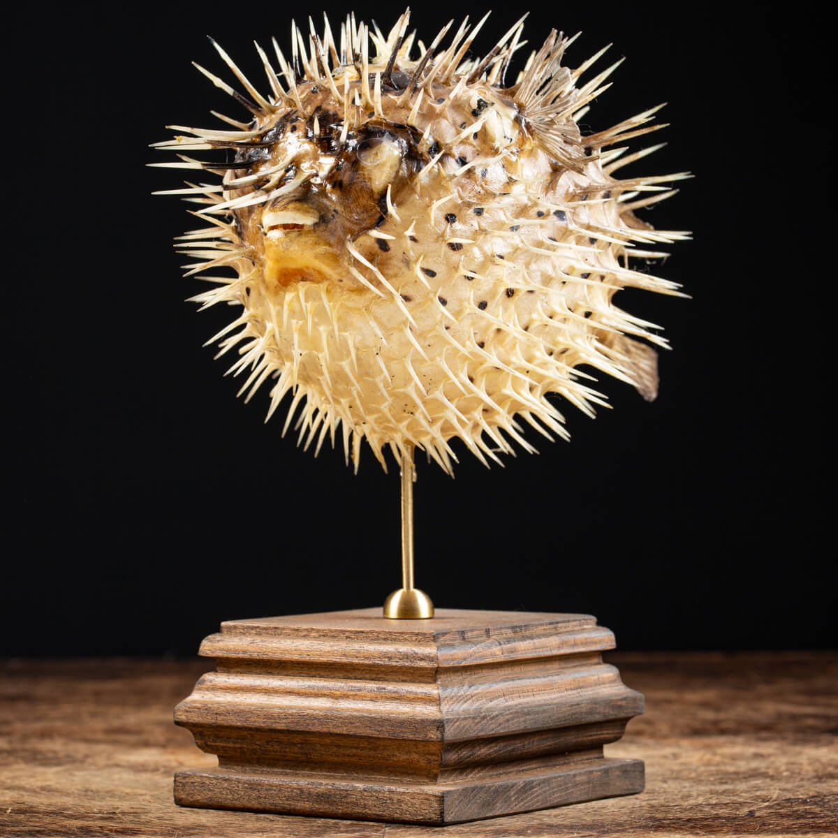 Pesce Palla su piedistallo|Mineral Art Gallery