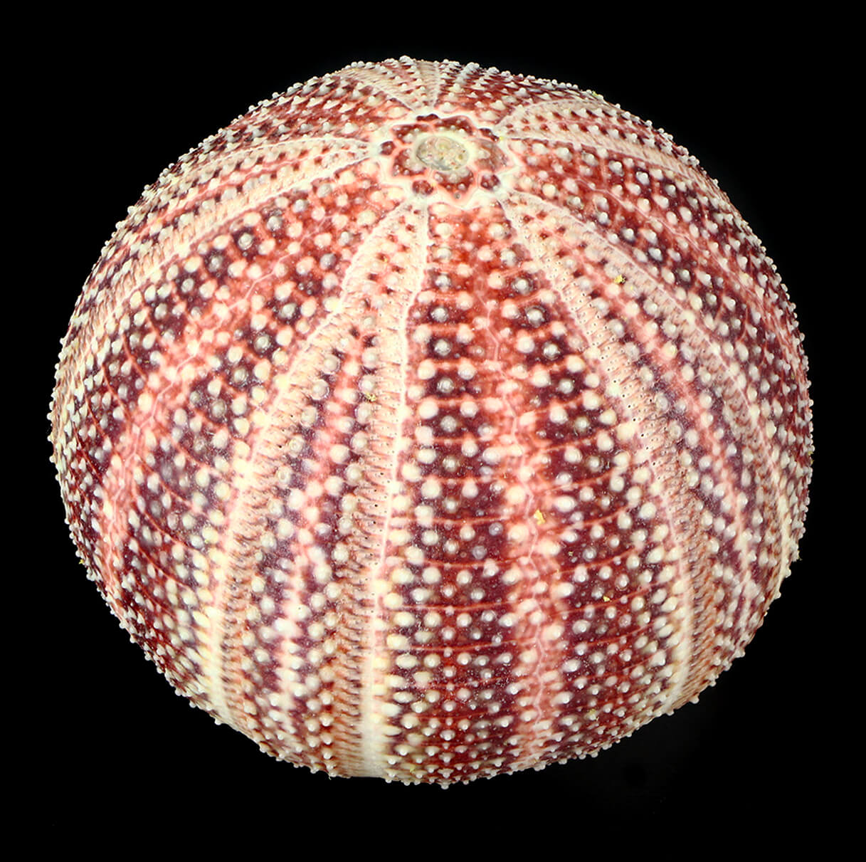 Seeigel - Echinus esculentus