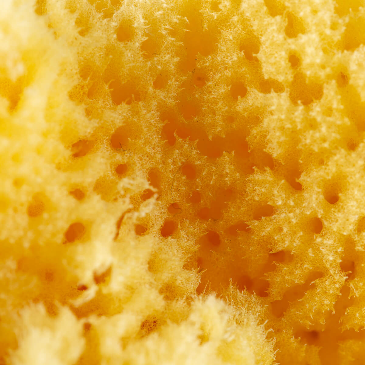 Spugna Naturale