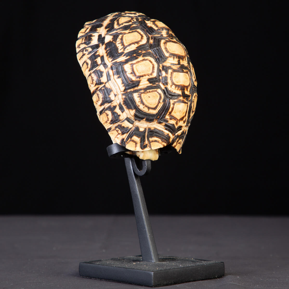 Turtle shell Carapace of Stigmochelys Pardalis. - TAR-15